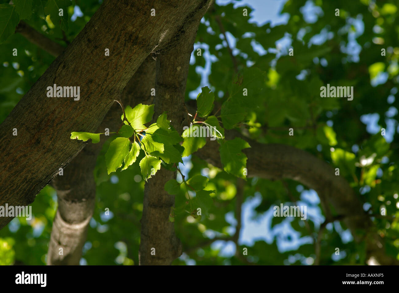 Dappled light tree hi-res stock photography and images - Alamy