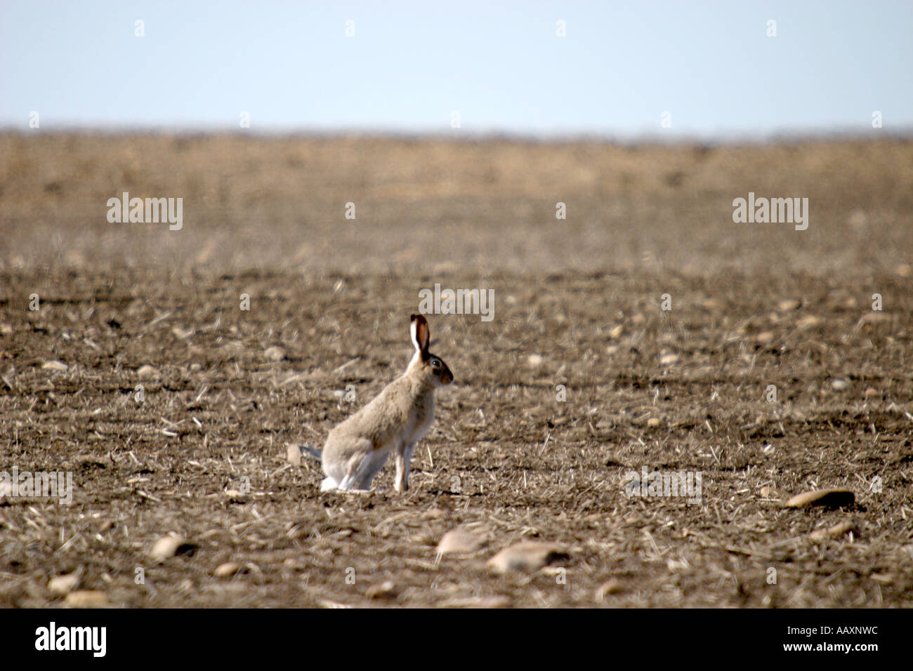 Jackrabbit eating hi-res stock photography and images - Alamy