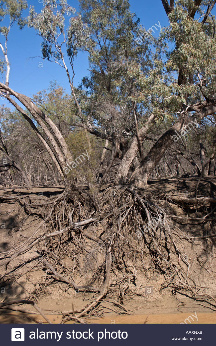 Coolibah Tree Stock Photos & Coolibah Tree Stock Images - Alamy
