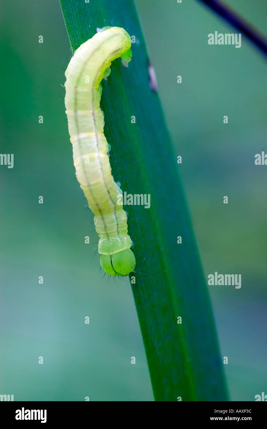 Skipper caterpillar hi-res stock photography and images - Alamy