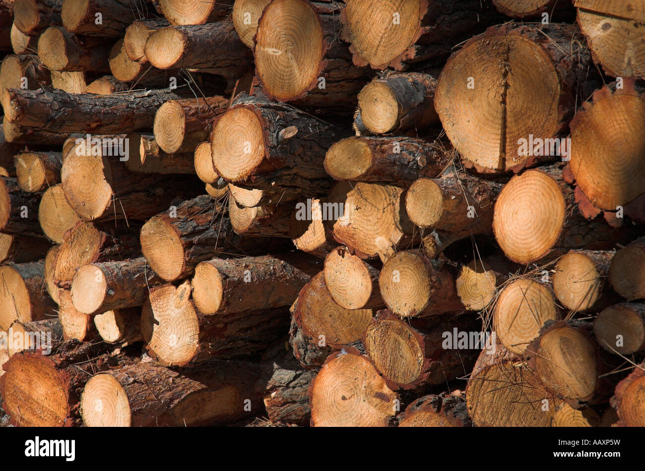 Harvested timber in pine forest Turkey Stock Photo - Alamy