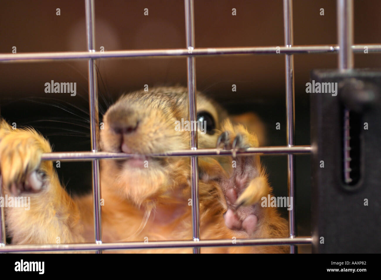 Squirrel cage jail hi-res stock photography and images - Alamy