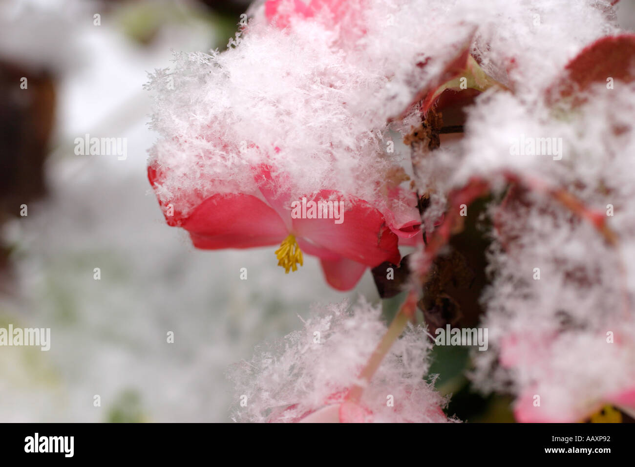 Snow Flakes on Pink Flower Stock Photo - Alamy