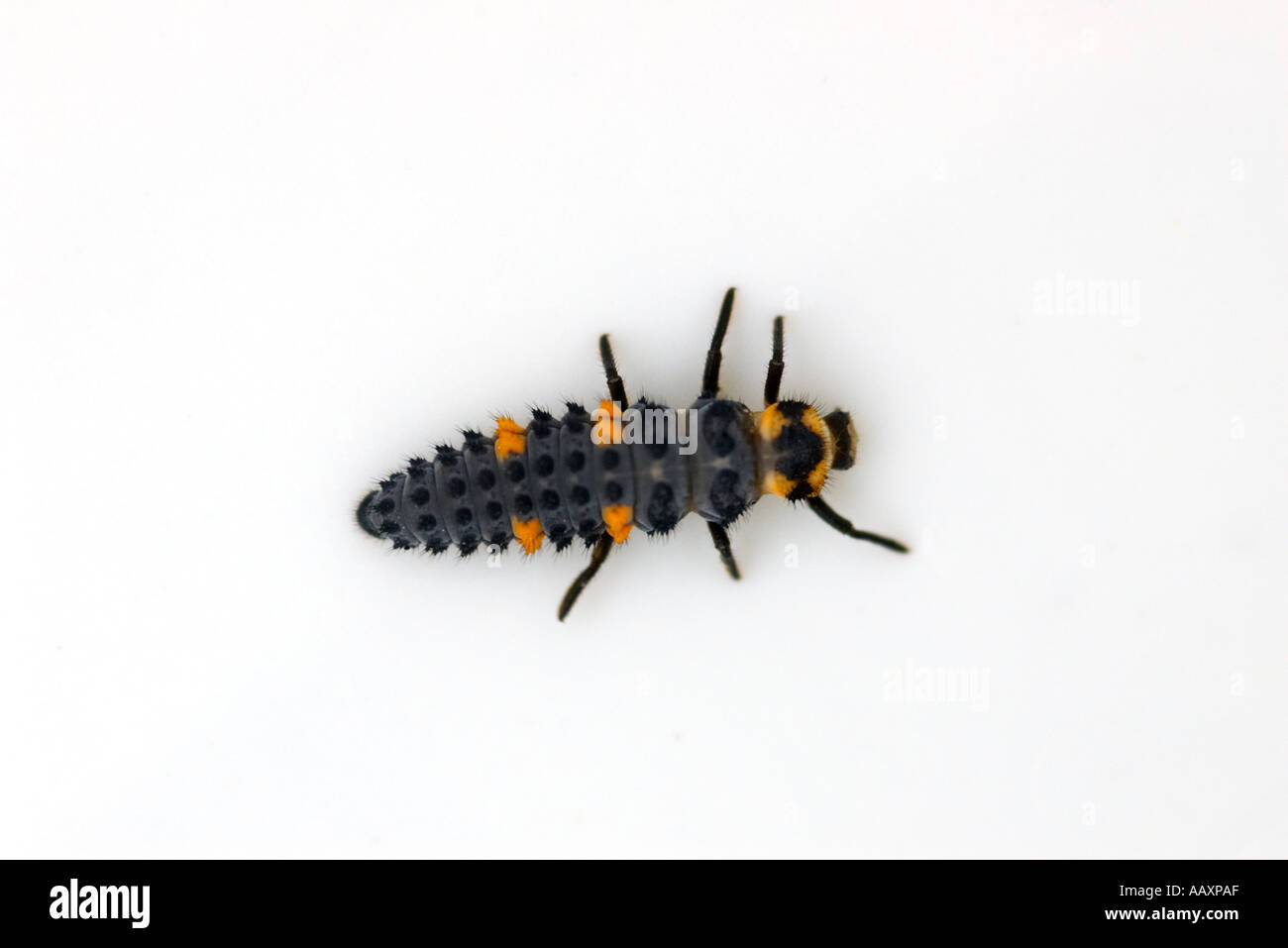 Larva of 7 spot Ladybird against a white background Stock Photo - Alamy