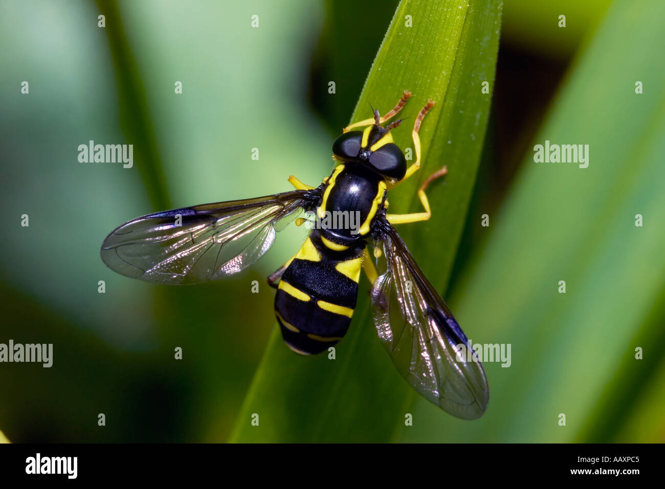 Hoverfly syrphus spp hi-res stock photography and images - Alamy