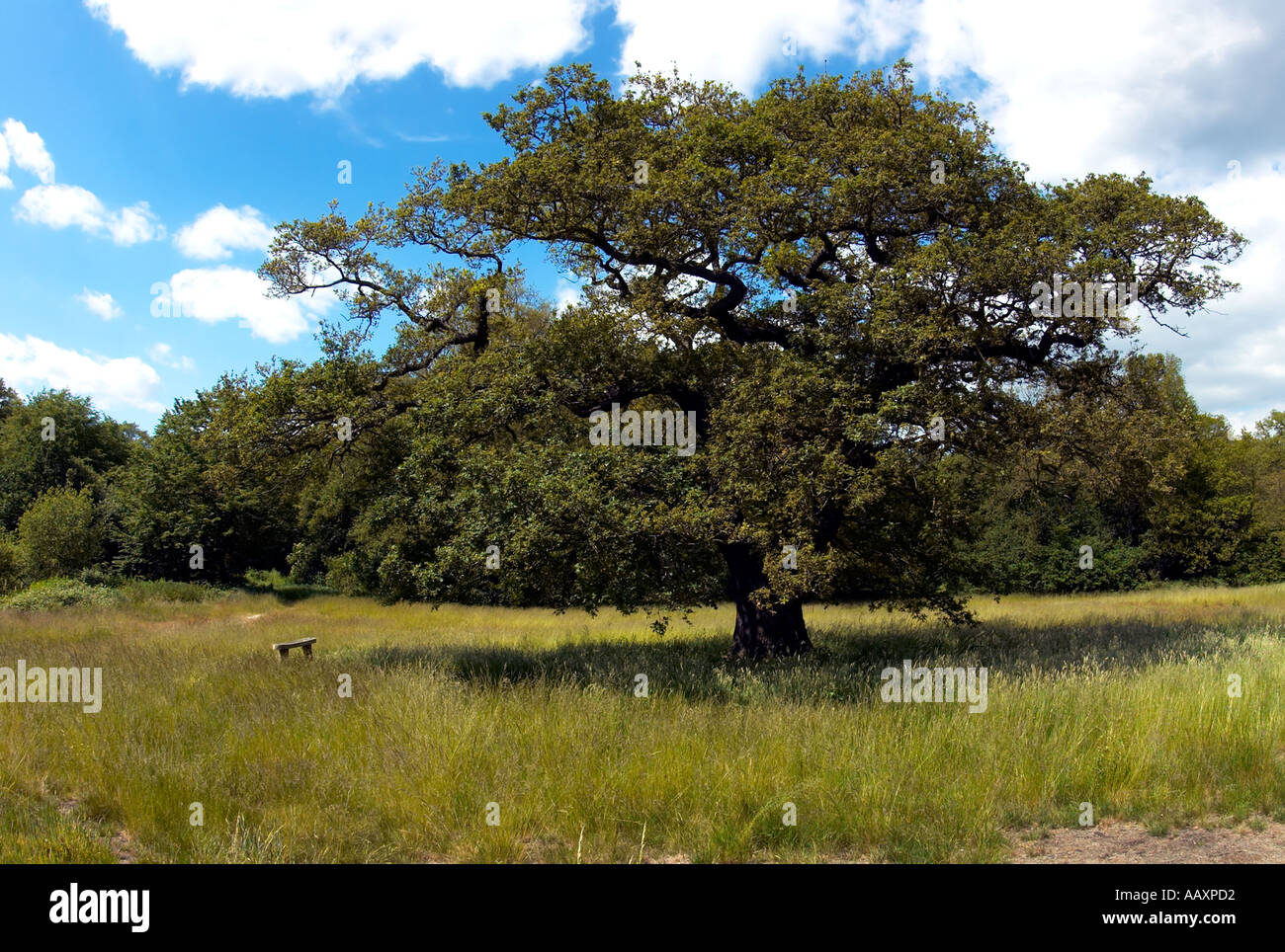 Epping forest england summer hi-res stock photography and images - Alamy