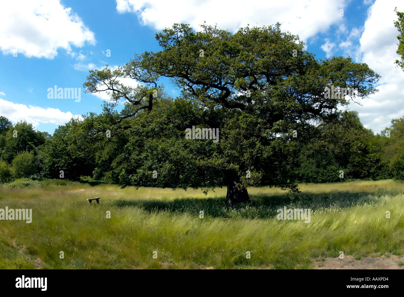 Epping forest england summer hi-res stock photography and images - Alamy