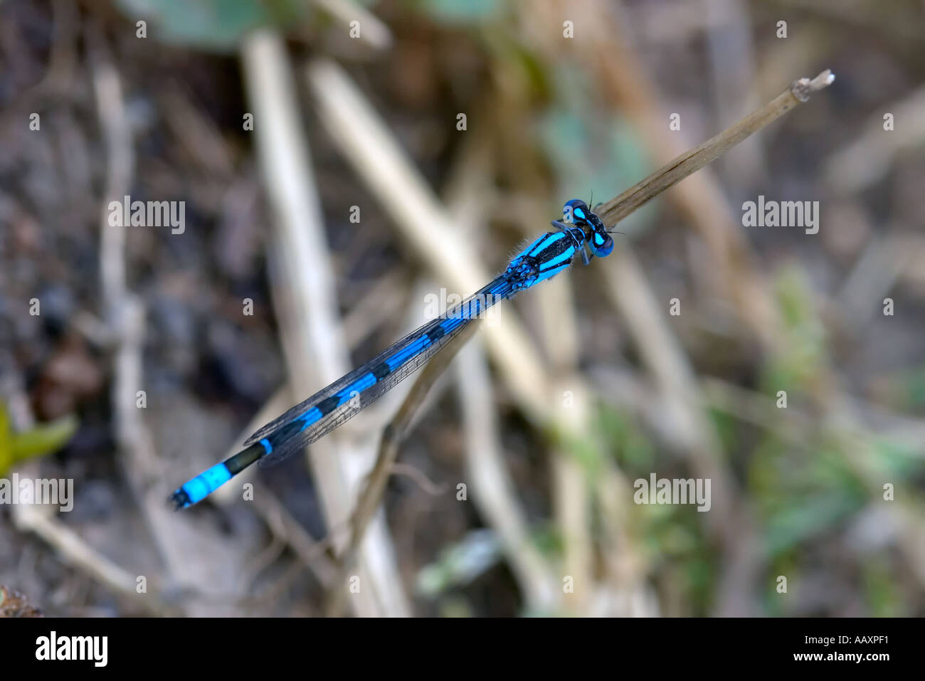 Azure damselfly dragonfly hi-res stock photography and images - Alamy
