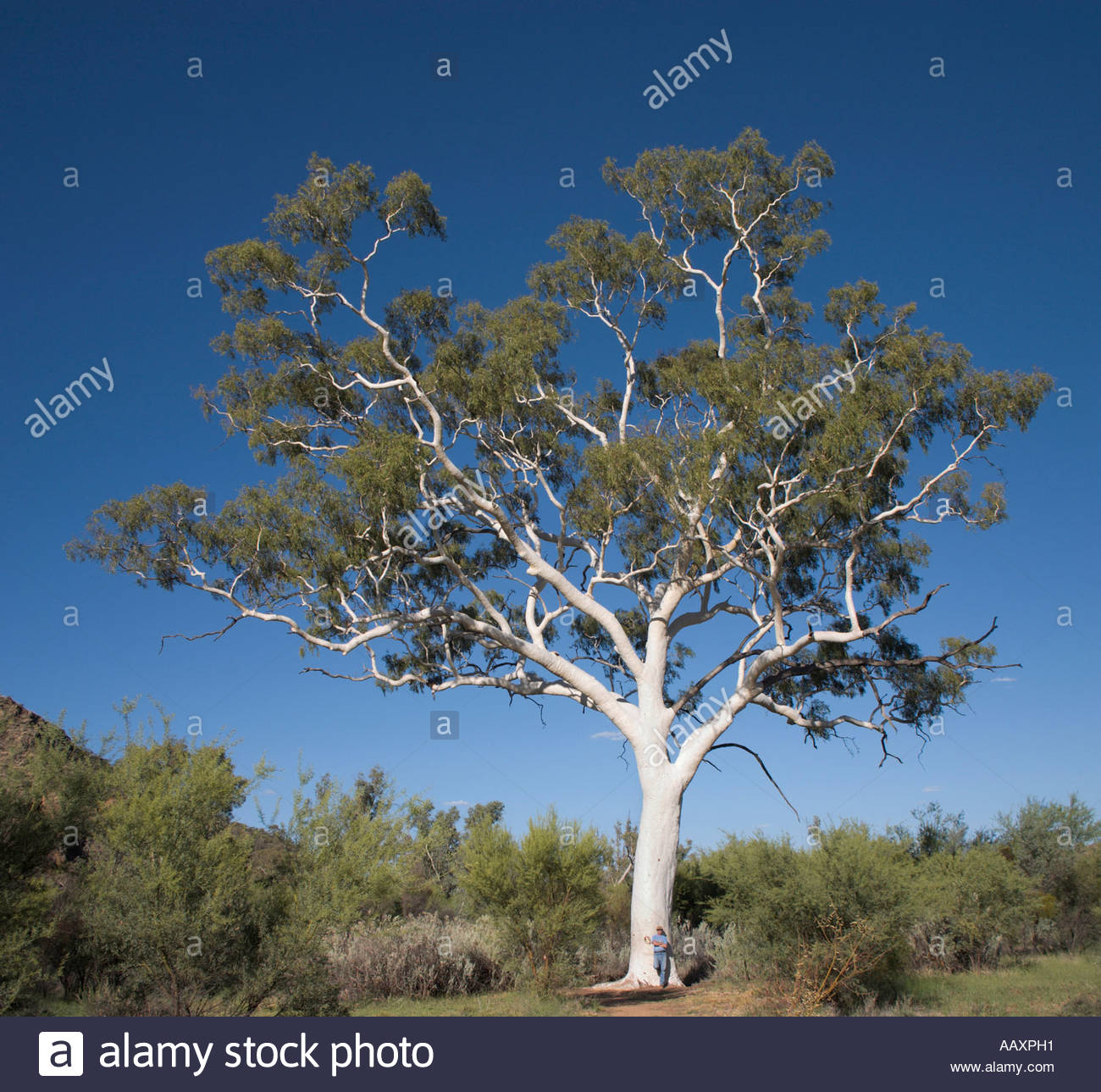 Ghost Gum Eucalyptus Papuana Stock Photos & Ghost Gum Eucalyptus ...