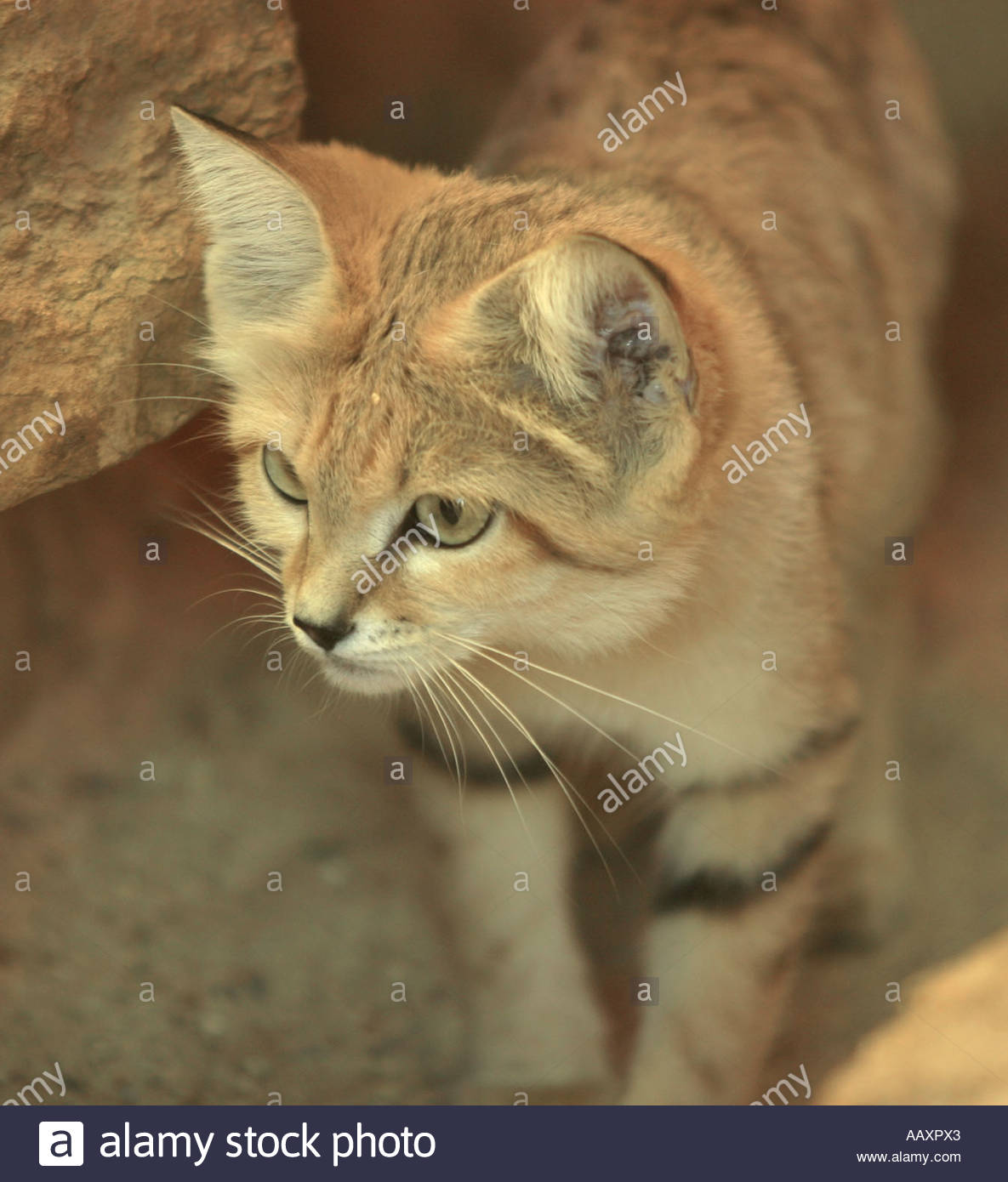 Felis Margarita Stock Photos & Felis Margarita Stock Images - Alamy