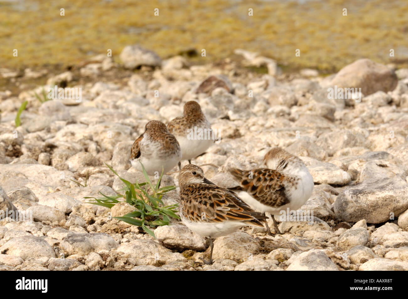 Smal group Little Stint Calidrus minuta standing on the rocks Stock ...