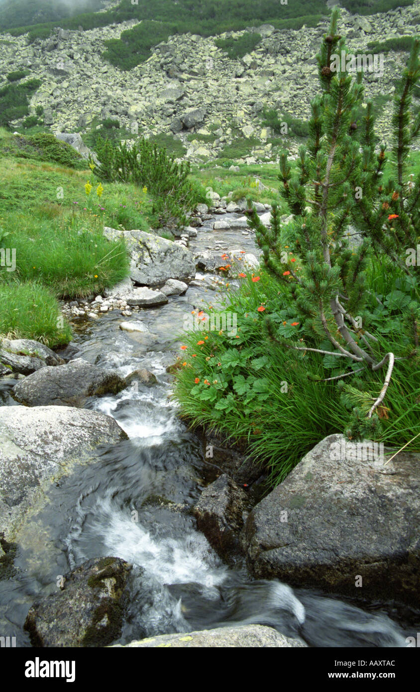 Scenic of mountain brook in Rila National Park Bulgaria Stock Photo - Alamy