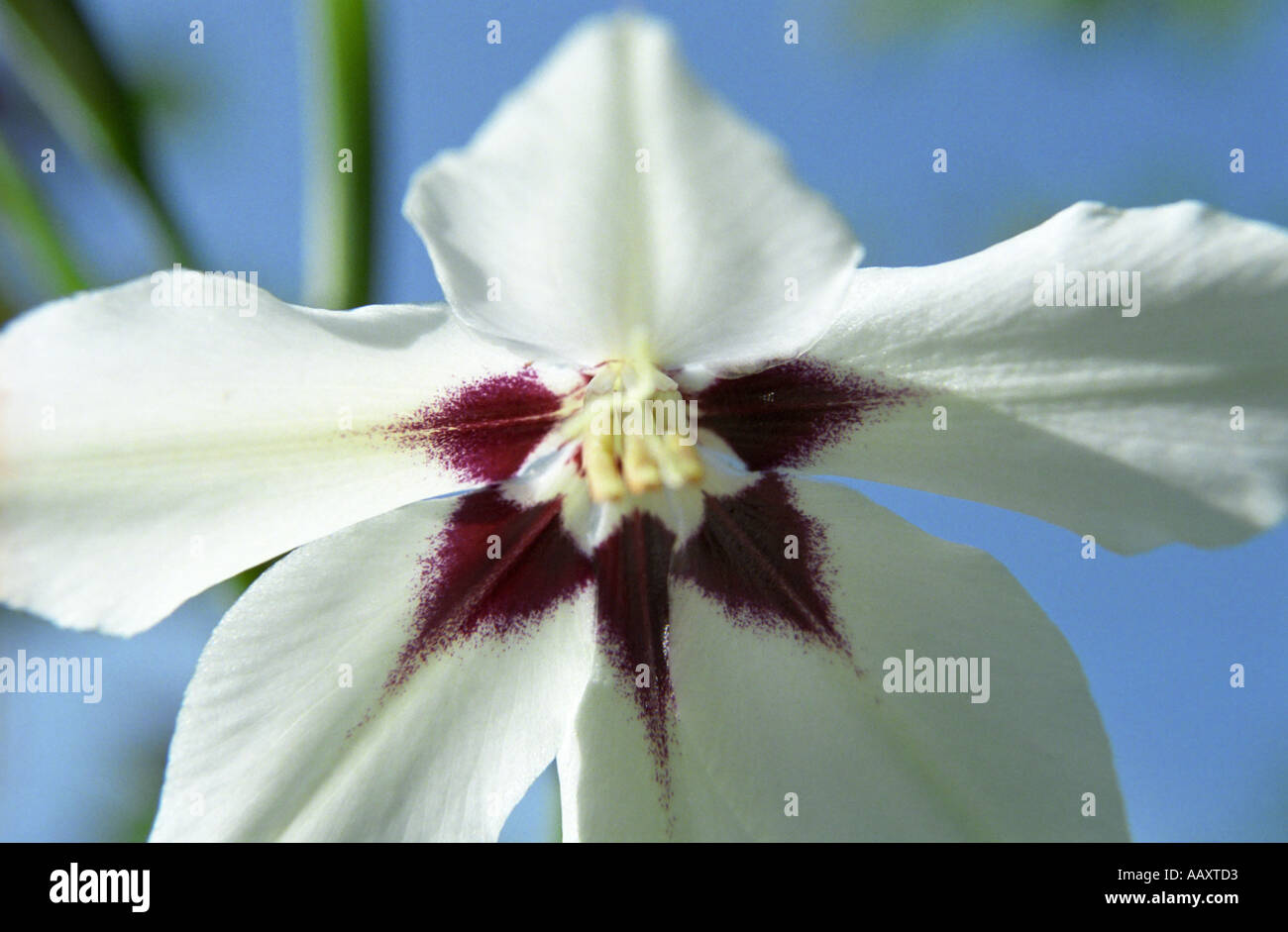 Abyssinian lily hi-res stock photography and images - Alamy