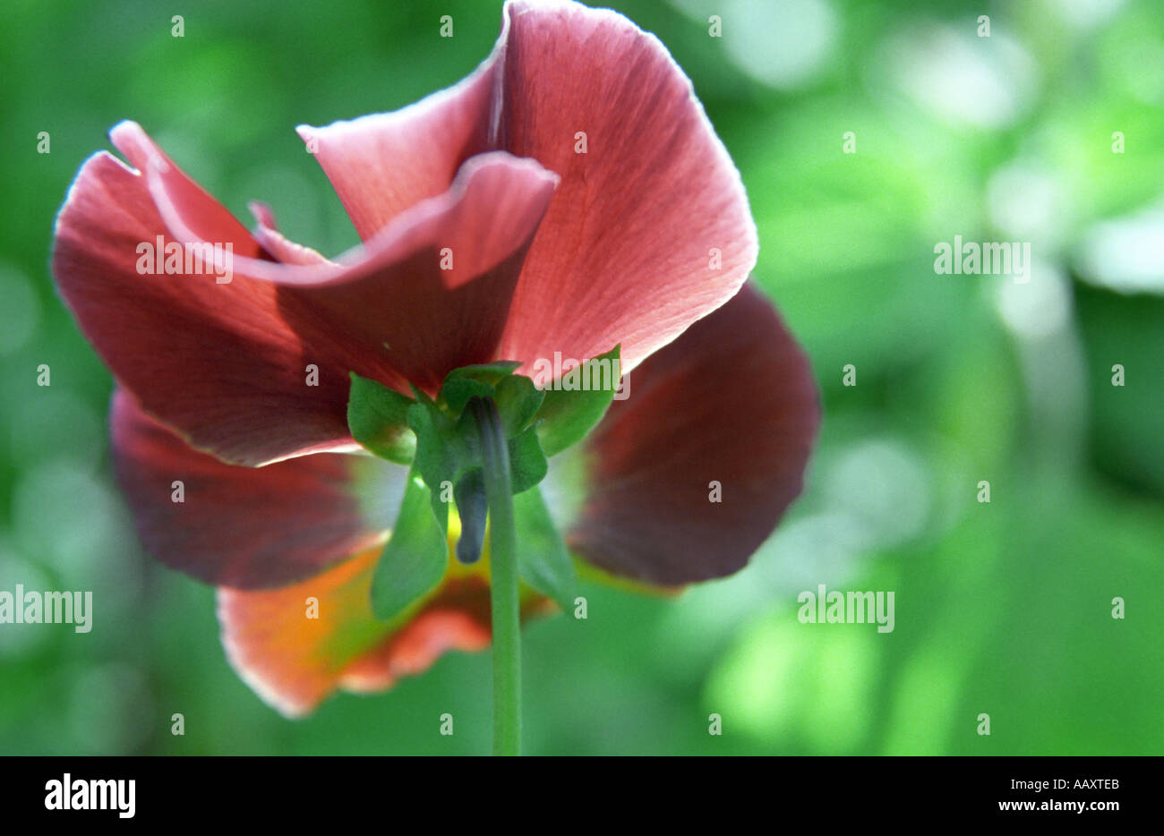 Viola flower hi-res stock photography and images - Alamy