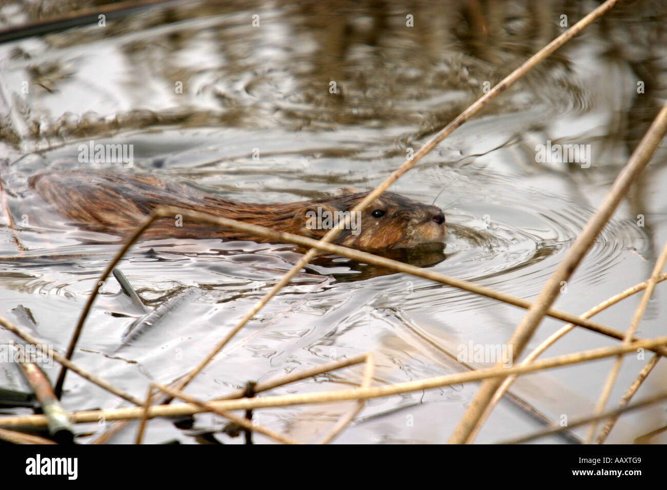 Common Muskrat; ondatra zibethicus Stock Photo - Alamy