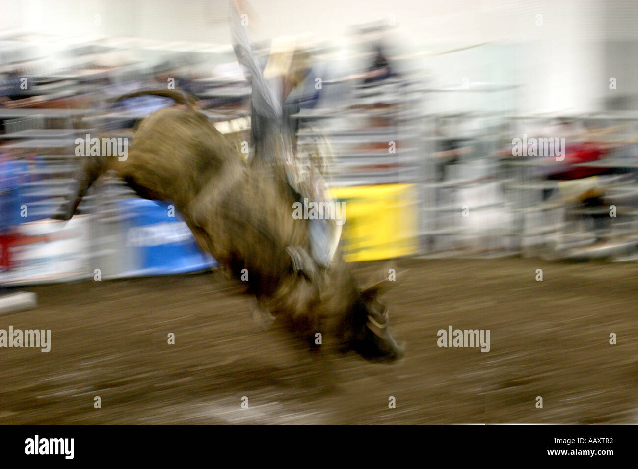 BULL RIDING. Cowboys pitting their skills against rough and vicious ...