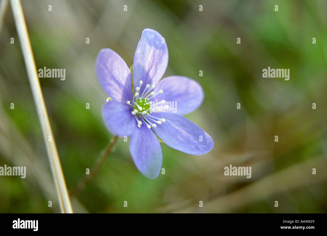Liverleaf hepatica hi-res stock photography and images - Alamy