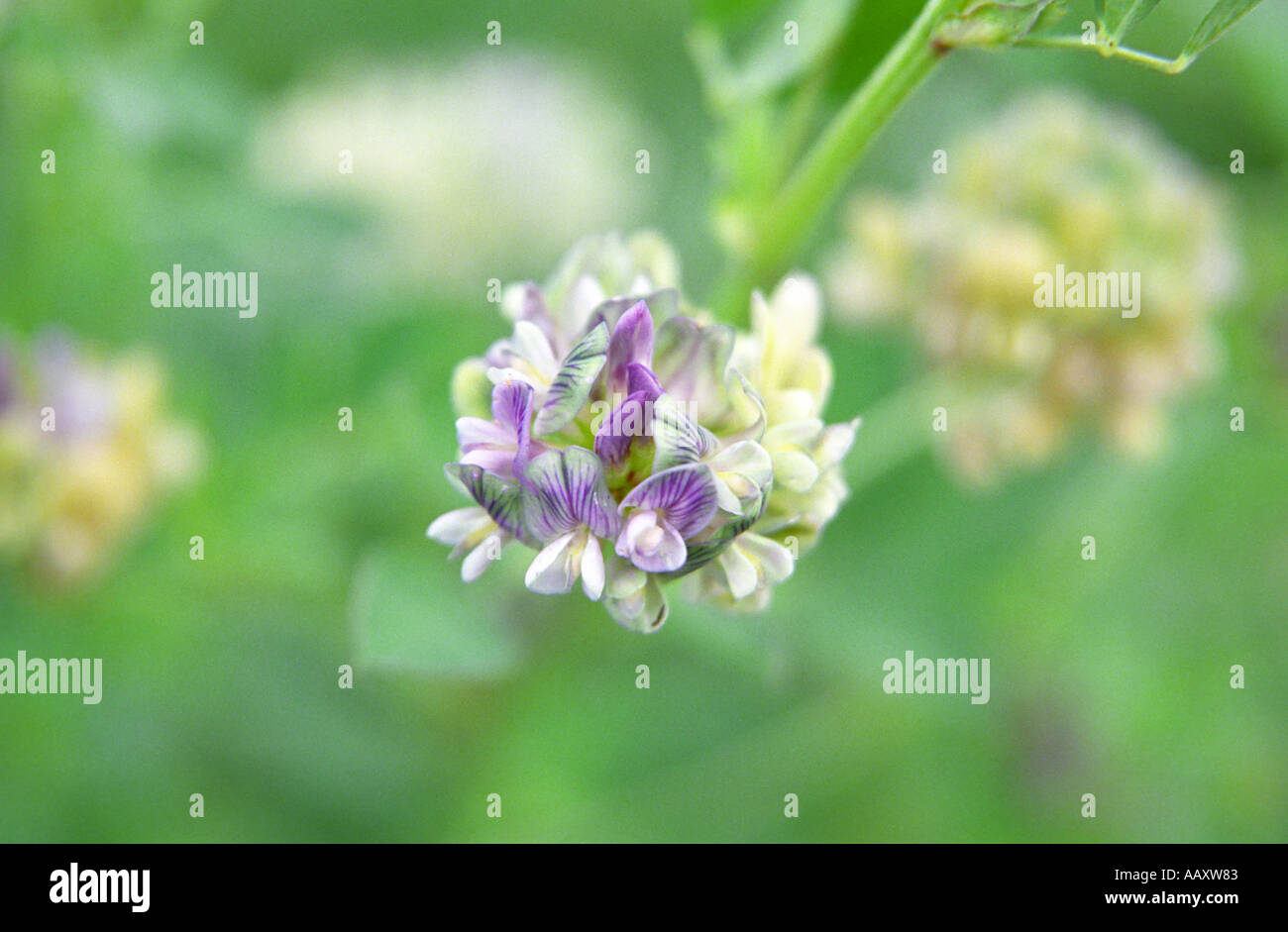 Lucerne bloom hi-res stock photography and images - Alamy