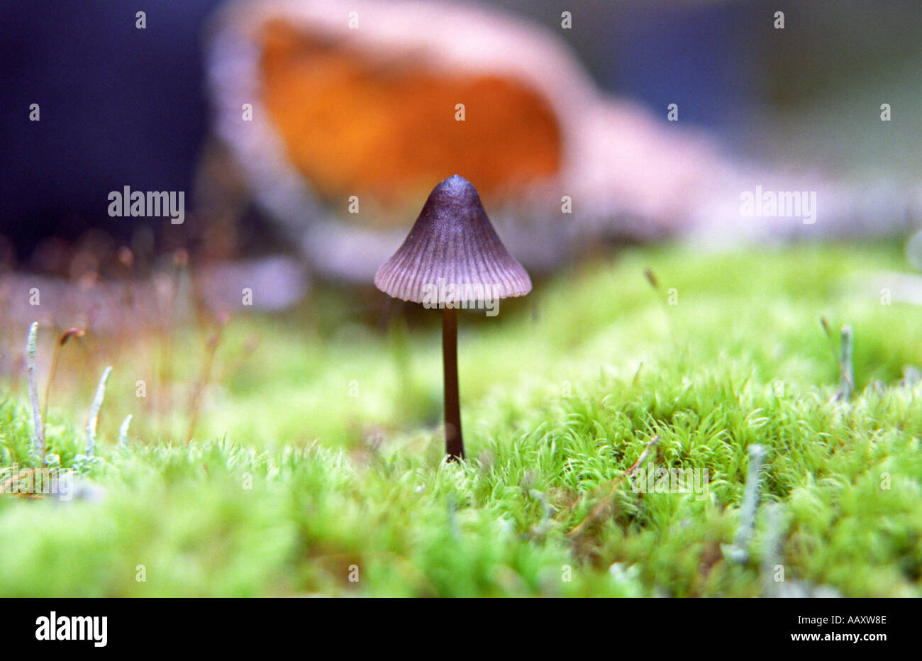 Blue mycena hi-res stock photography and images - Alamy