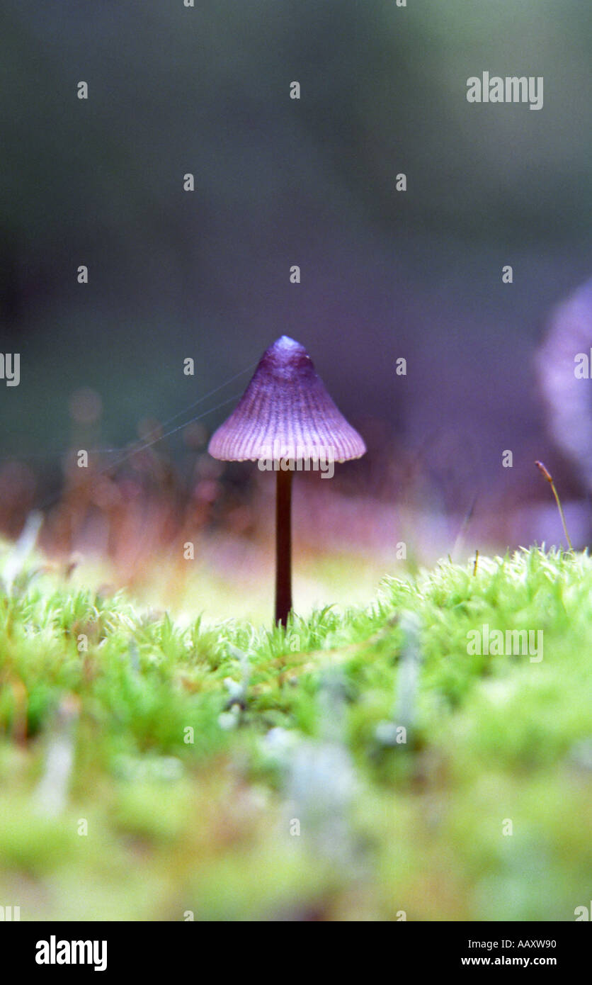 Blue mycena hi-res stock photography and images - Alamy