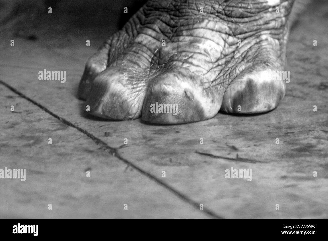 Hippopotamus Hippopotamus amphibious; Also Called: Hippo; big foot ...