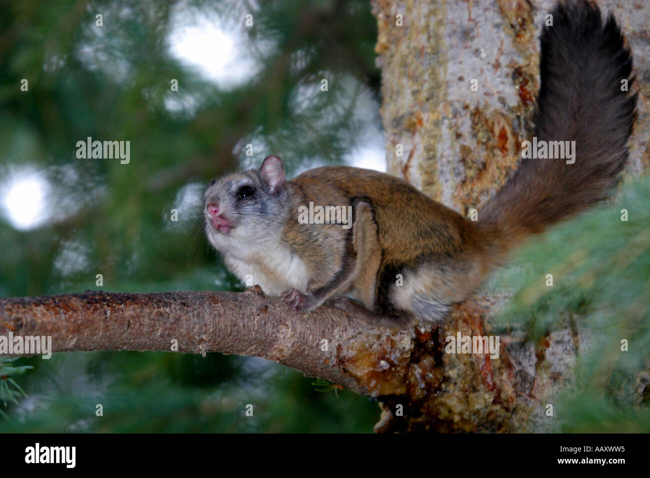 Flying squirrel north america hi-res stock photography and images - Alamy