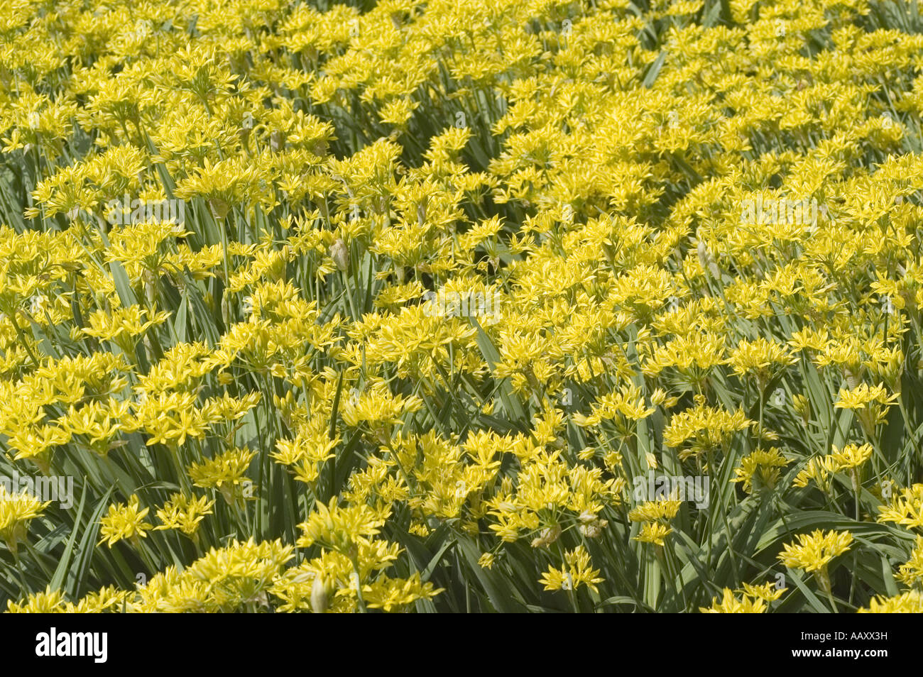 Yellow spring flowers of Yellow Moly, Sunshine Allium, Garlic Onion ...