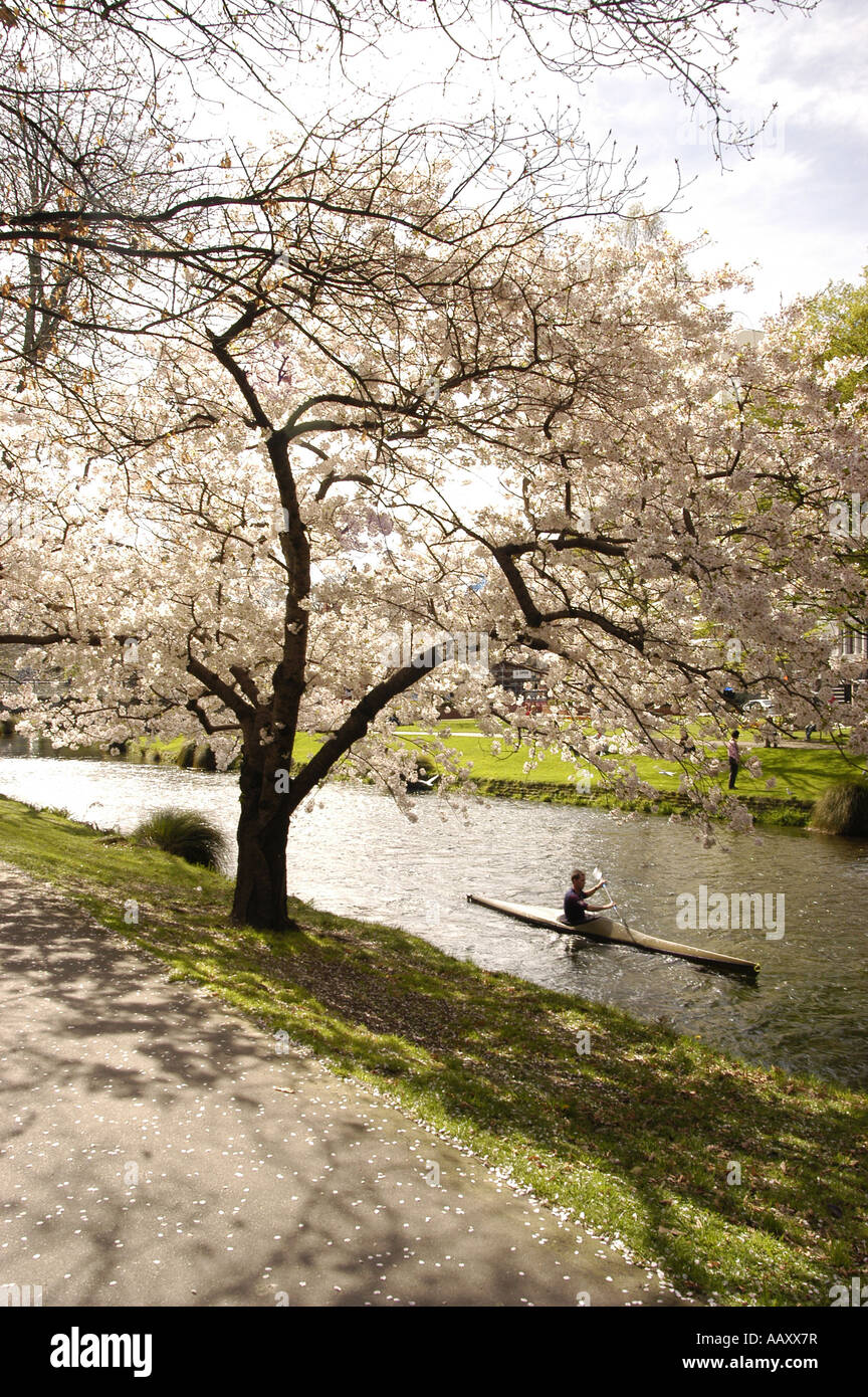 Spring scene in Christchurch, New Zealand Stock Photo - Alamy