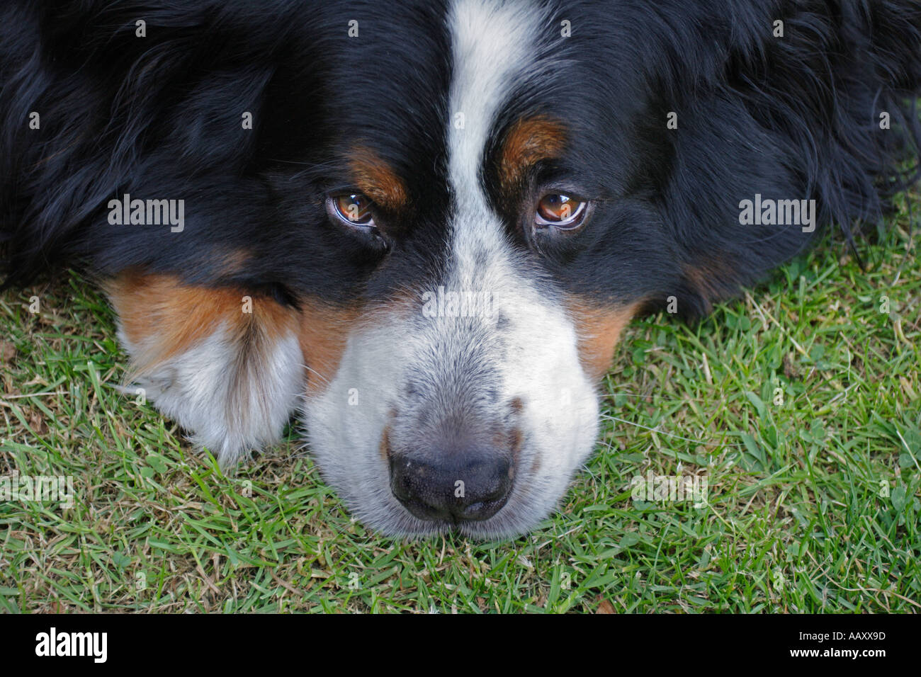Soppy dog hi-res stock photography and images - Alamy