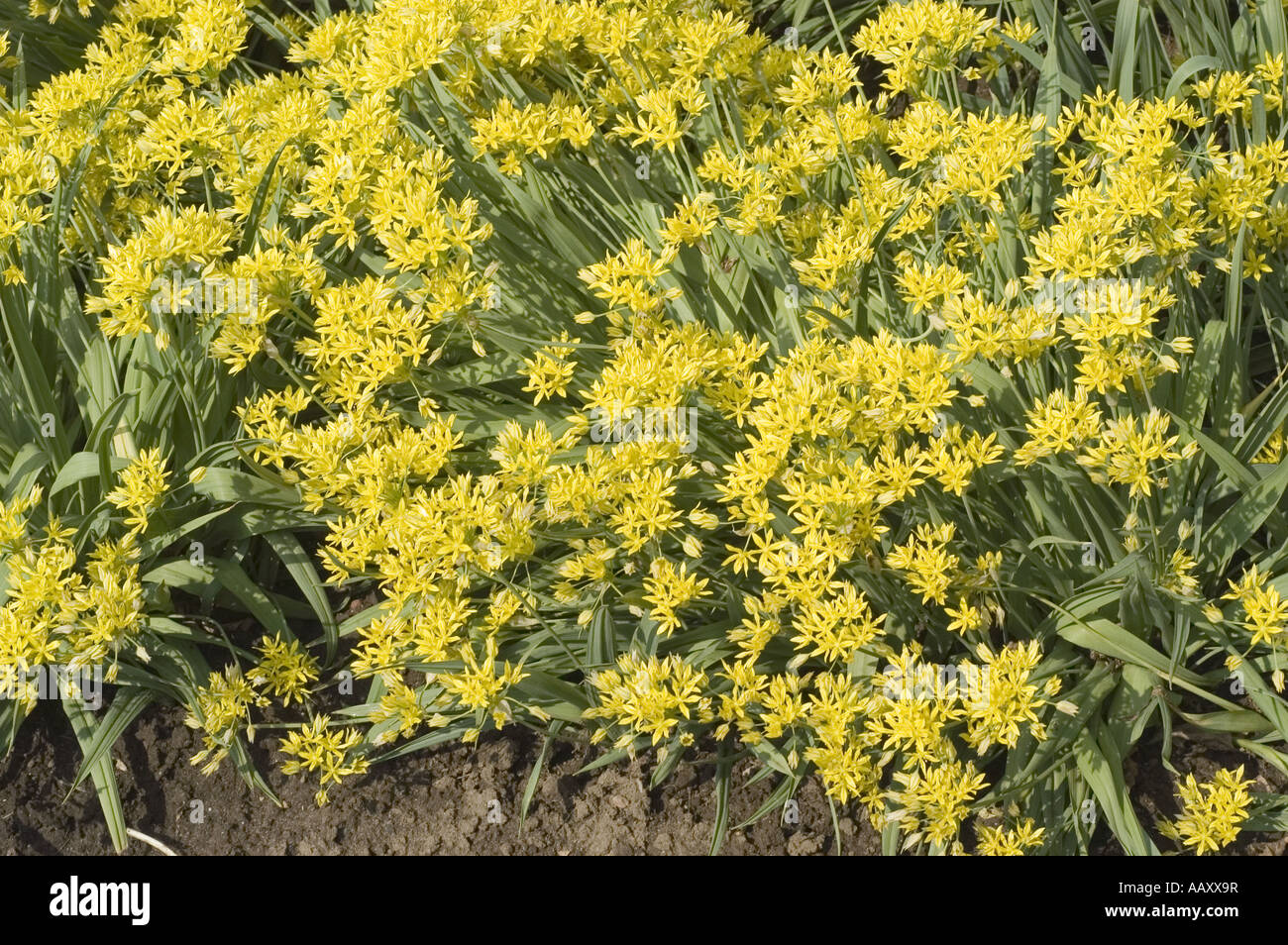 Allium moly golden garlic lily hi-res stock photography and images - Alamy