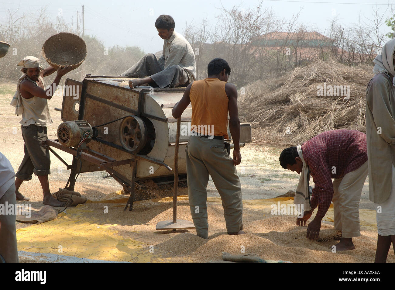 Threshing wheat fields hi-res stock photography and images - Alamy