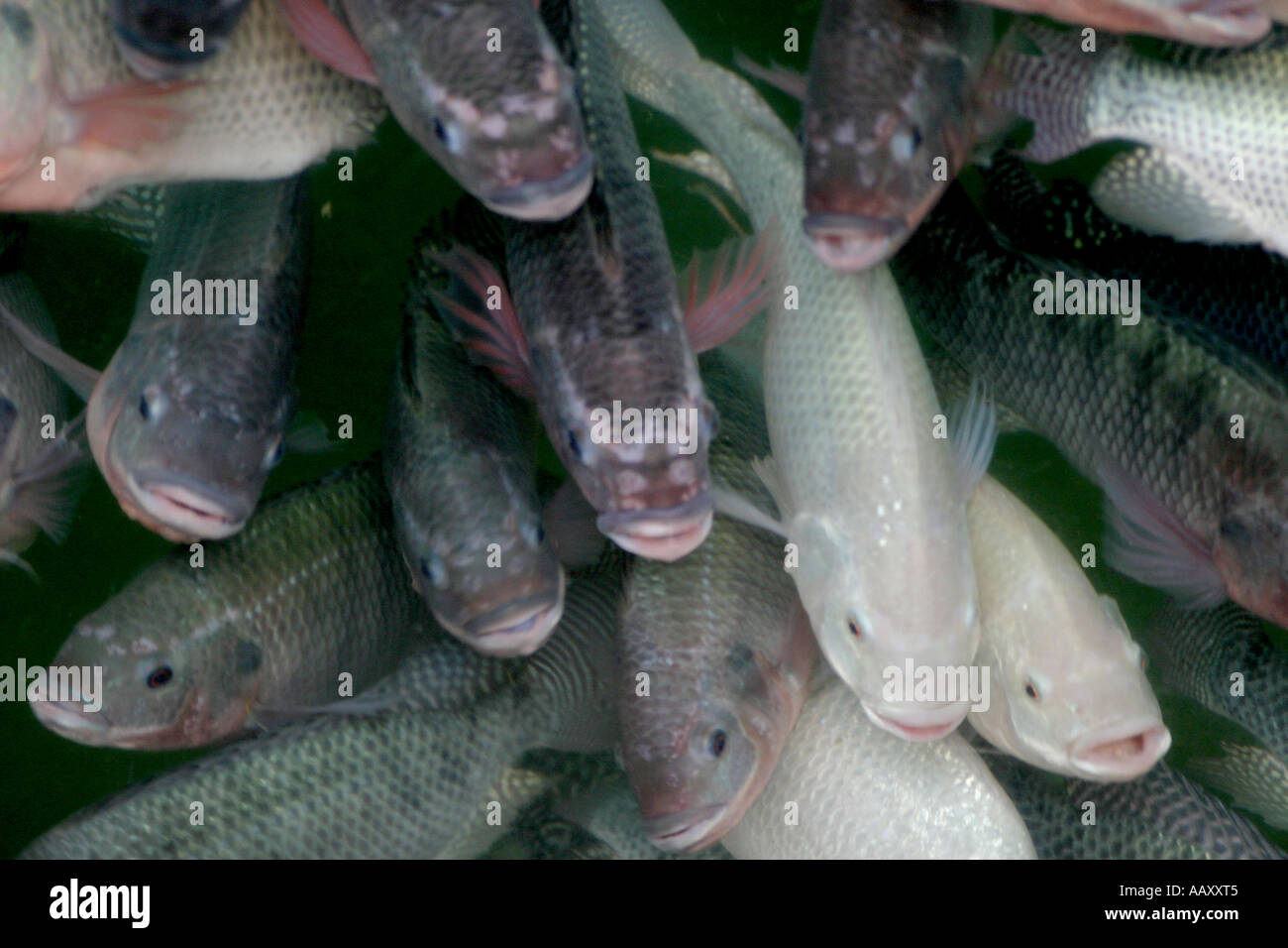 Tilapia or St. Peter's fish Stock Photo - Alamy