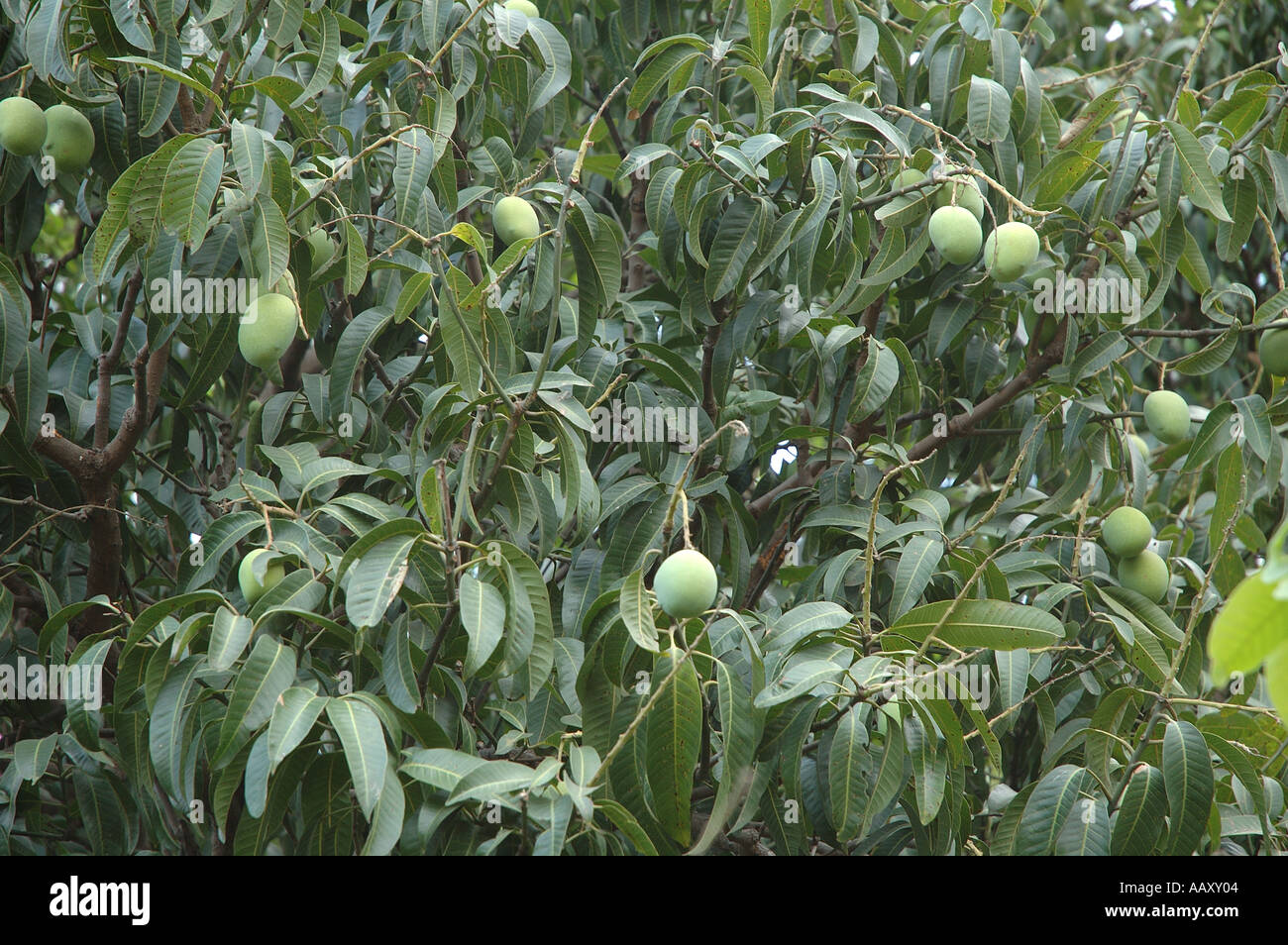 Mahangwa hi-res stock photography and images - Alamy