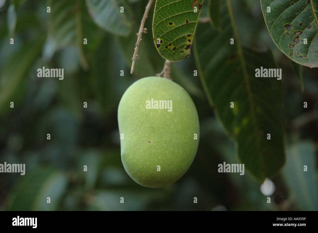 Langda mango variety hanging from a tree Village Mahangwa District ...