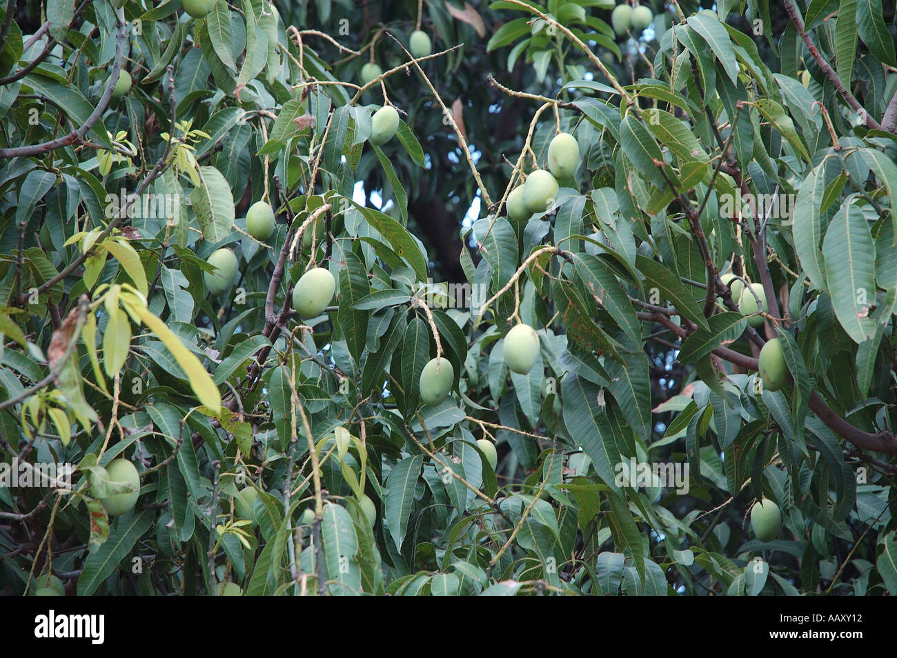 Langda mangoes hanging on the tree Village Mahangwa District ...