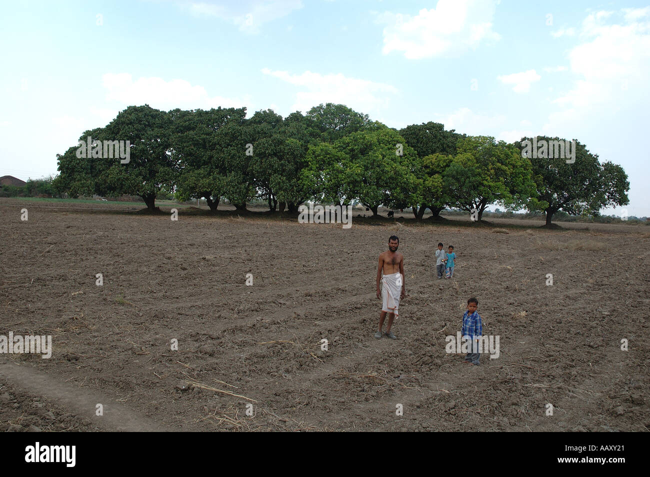 India mango trees hi-res stock photography and images - Alamy