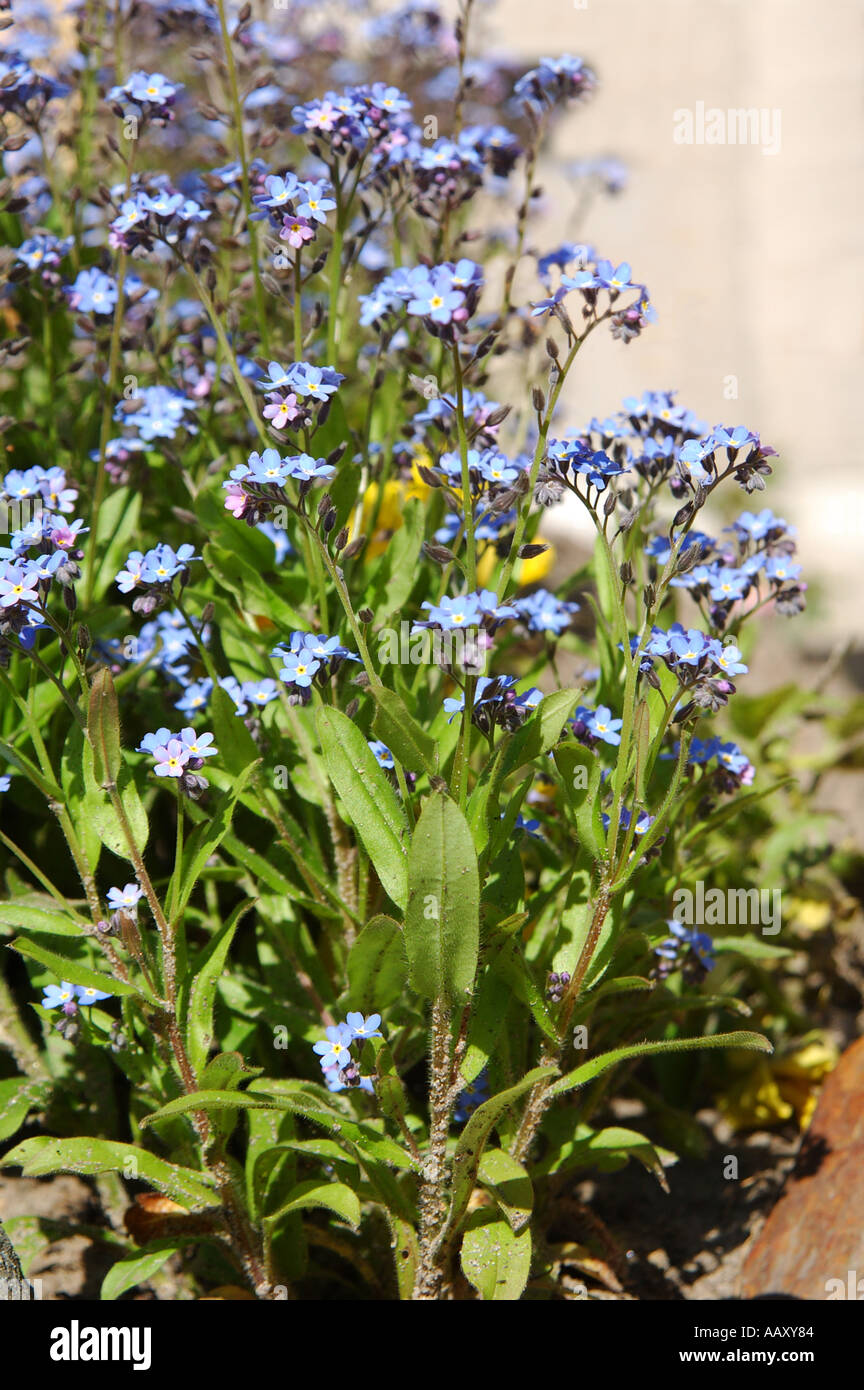 Forgetmenots hi-res stock photography and images - Alamy