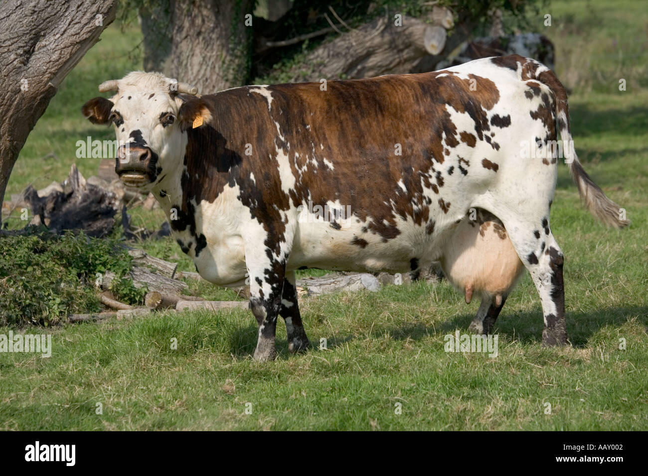 Normande cow france hi-res stock photography and images - Alamy