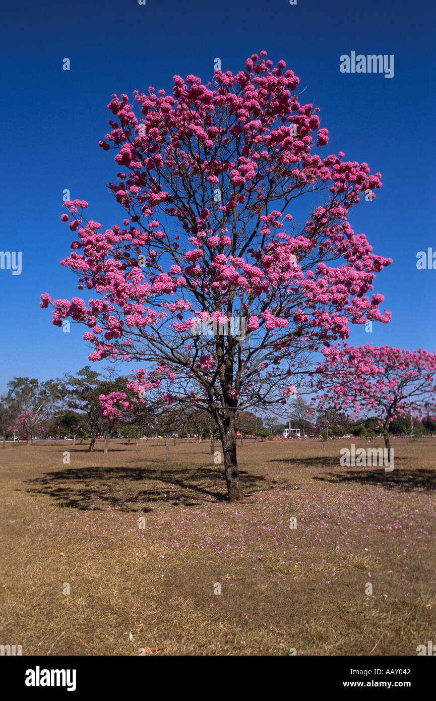 Pink variation of Tabebuia avellanedae Tabebuia impestiginosa Stock ...