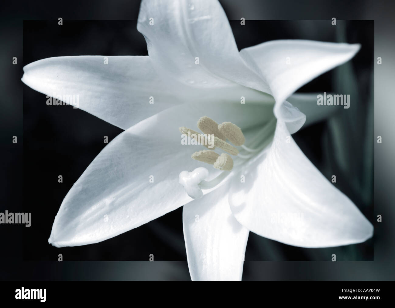 White Madonna Lily Lilium candidum Stock Photo - Alamy