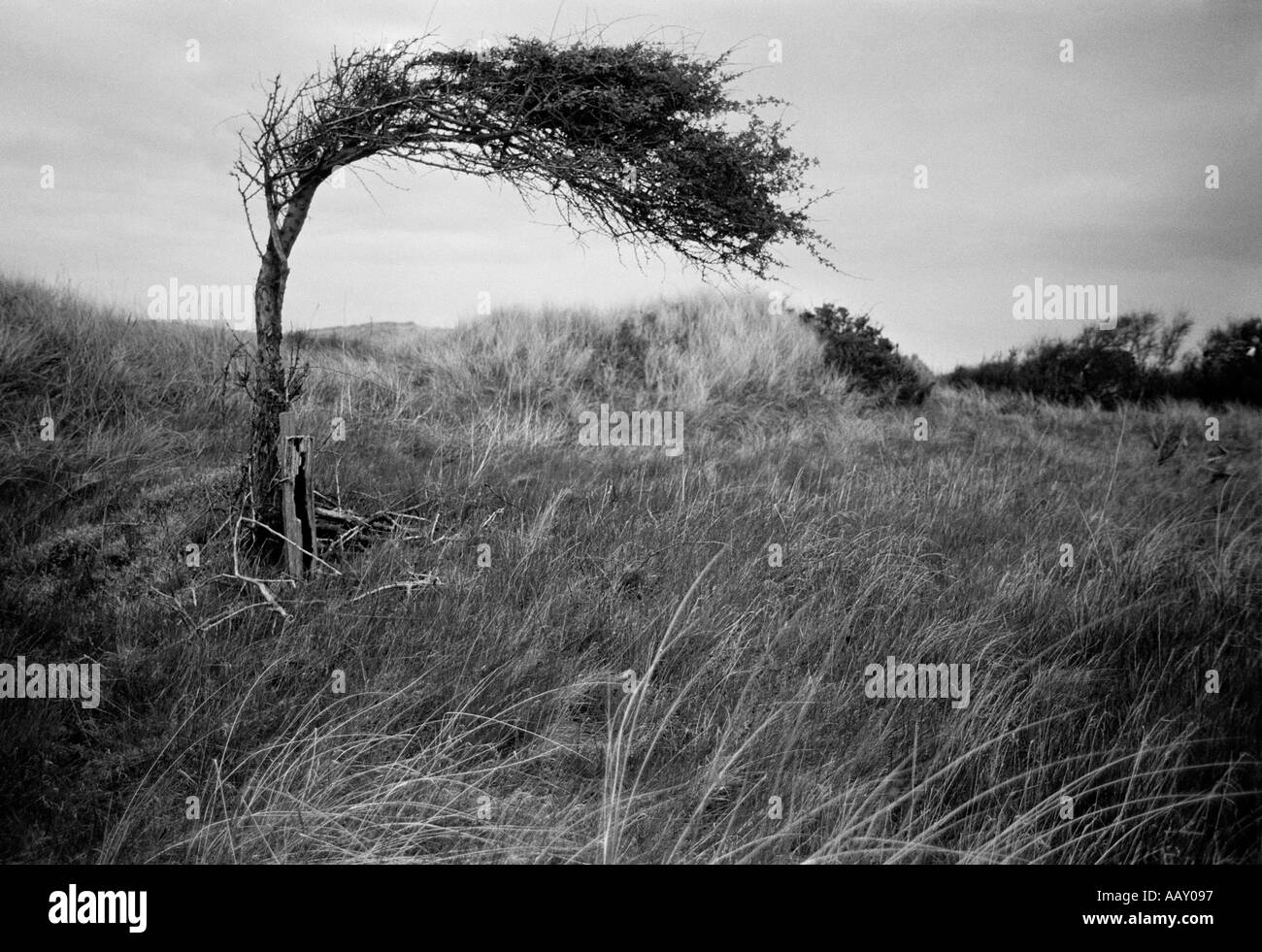 WINDY TREE COASTAL AREA Stock Photo - Alamy