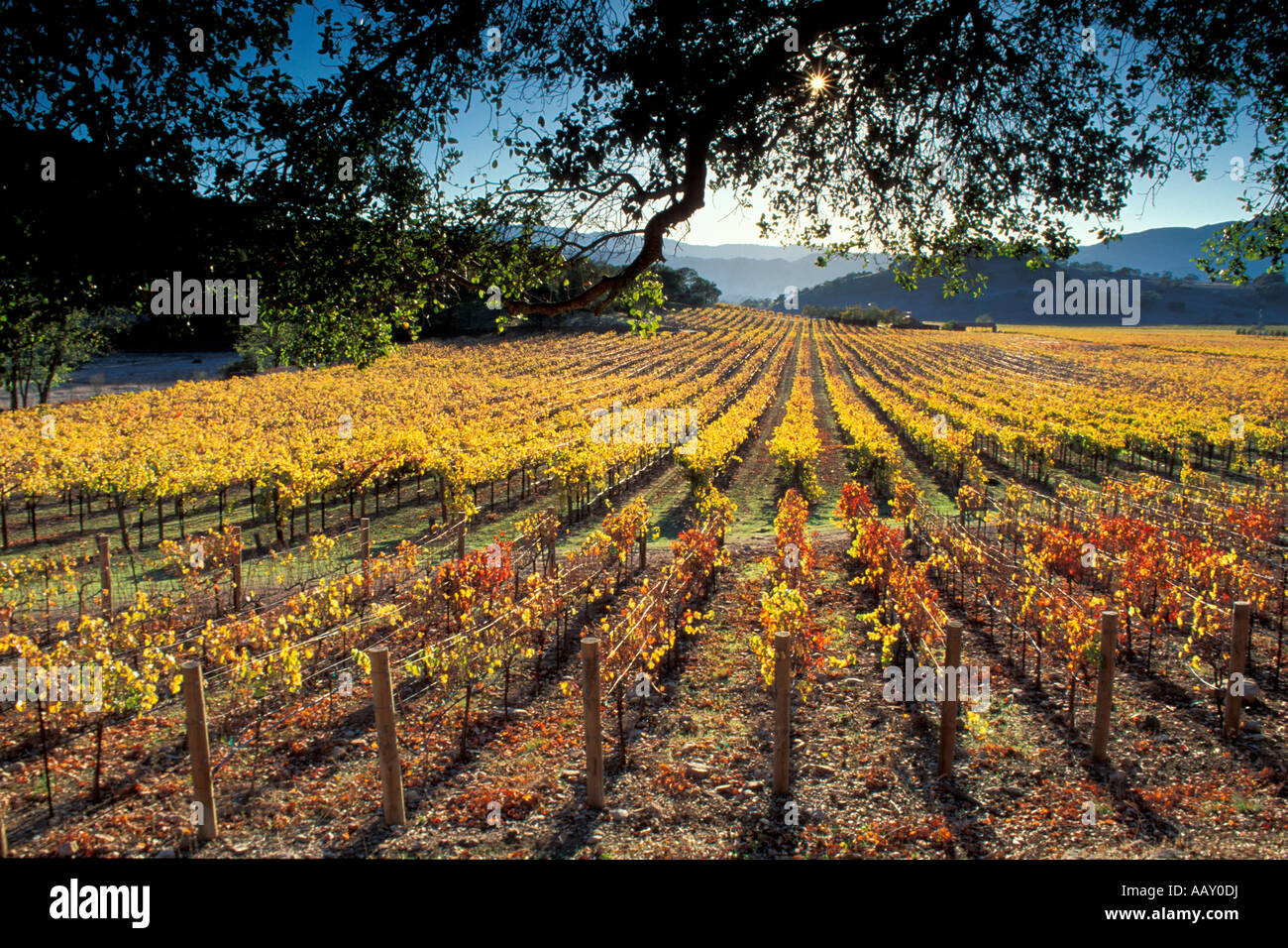 Fall Harvest in Napa Valley wine grape Vineyards California horizontal ...