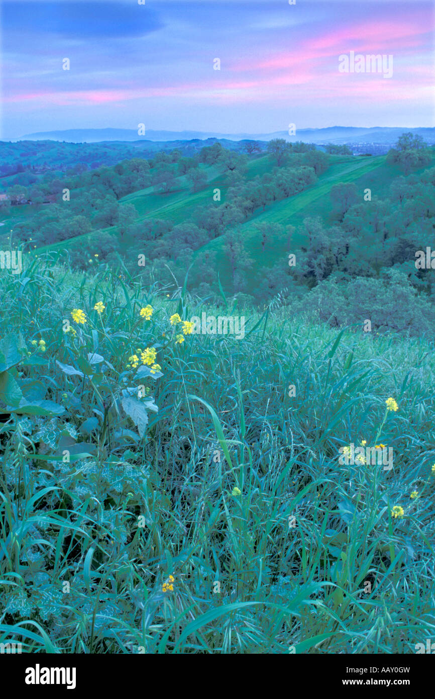 wild grassland in the California foothills during spring vertical Stock ...