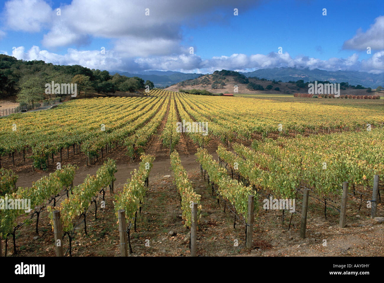 Wine Growing Grape Vineyards in the world famous Napa Valley region of ...
