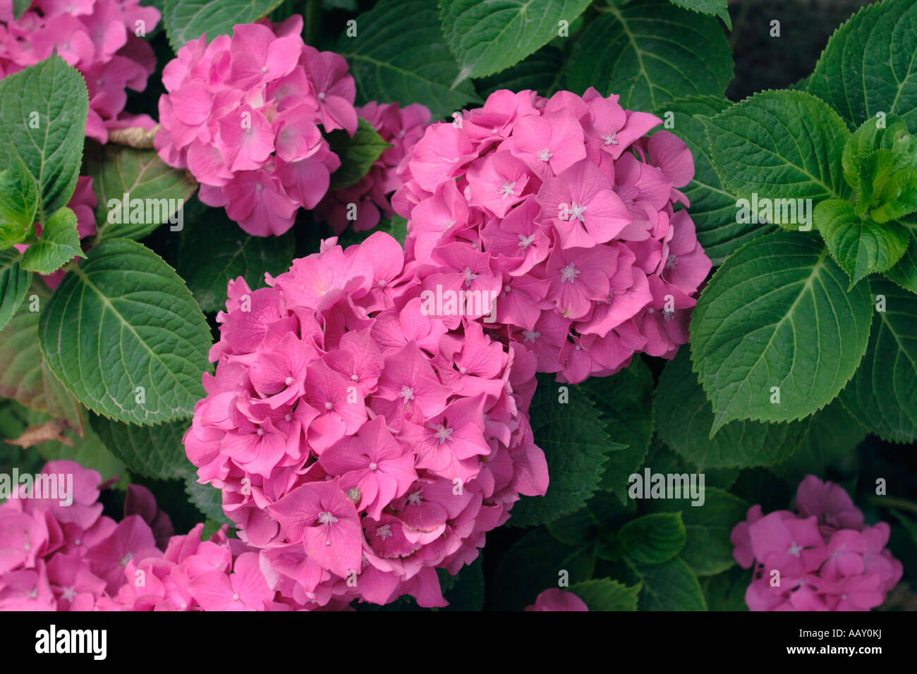 Hortensia, Hydrangea macrophylla. On blossom Stock Photo - Alamy