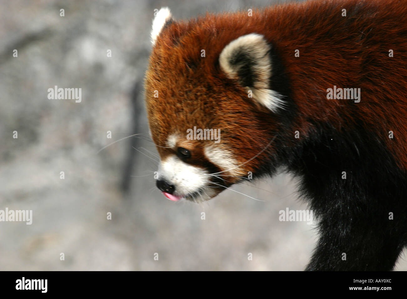 Red panda, Ailurus fulgent , "fire-colored cat Stock Photo - Alamy