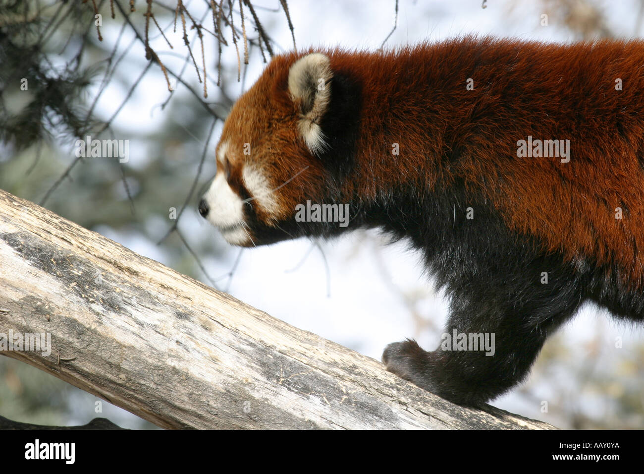 Red panda, Ailurus fulgent , "fire-colored cat Stock Photo - Alamy