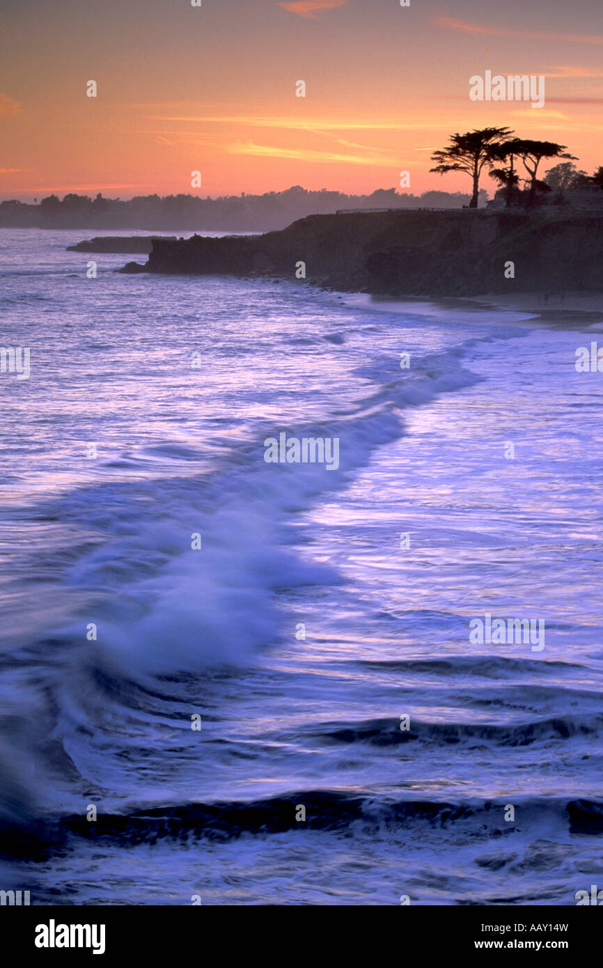 Famous Cypress Tree at sunset along the cliffs of the California ...