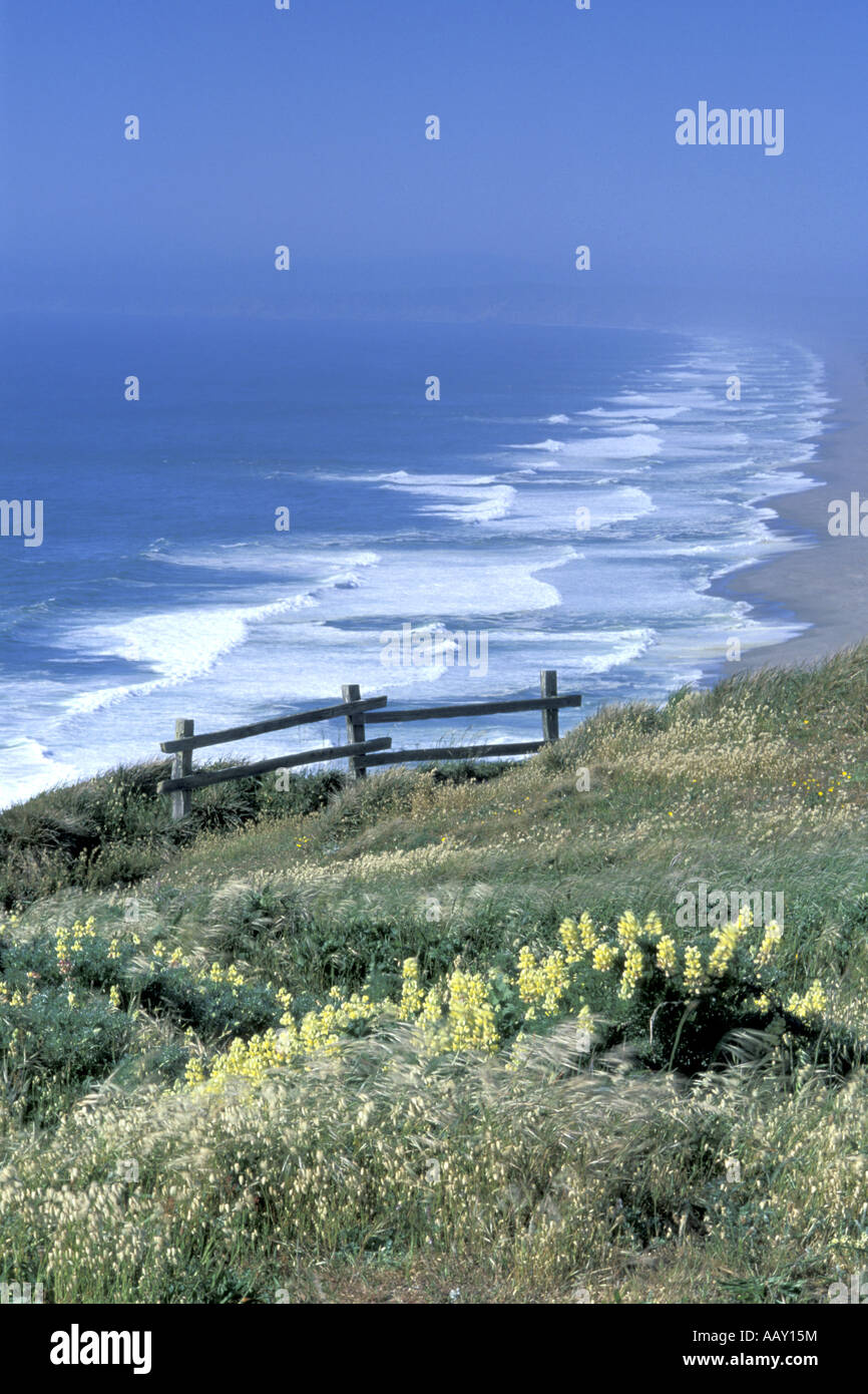 bluff with wildflowers overlooking 10 mile beach at Point Reyes ...