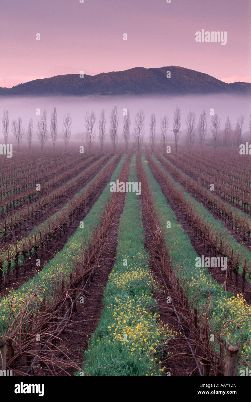 Napa Valley vineyards in winter with ground fog at sunrise showing ...